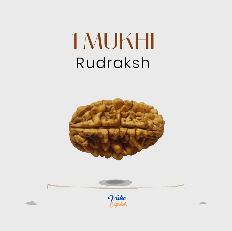 Benefits of 1 Mukhi Rudraksha – Vedic Crystals