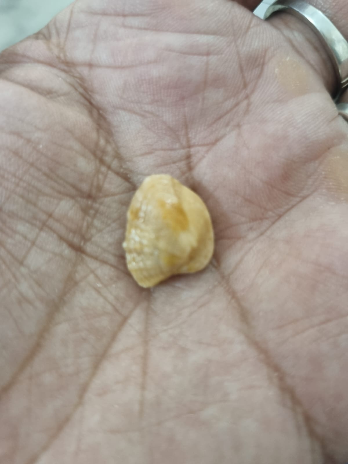 10 Carat MachMani Stone | Machh Mani | Fish Pearl | Mach Mani – Vedic ...