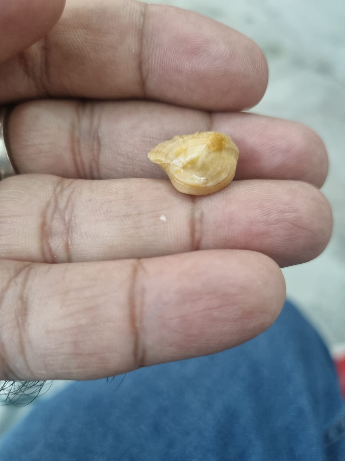 11 Carat MachMani Stone | Machh Mani | Fish Pearl | Mach Mani – Vedic ...