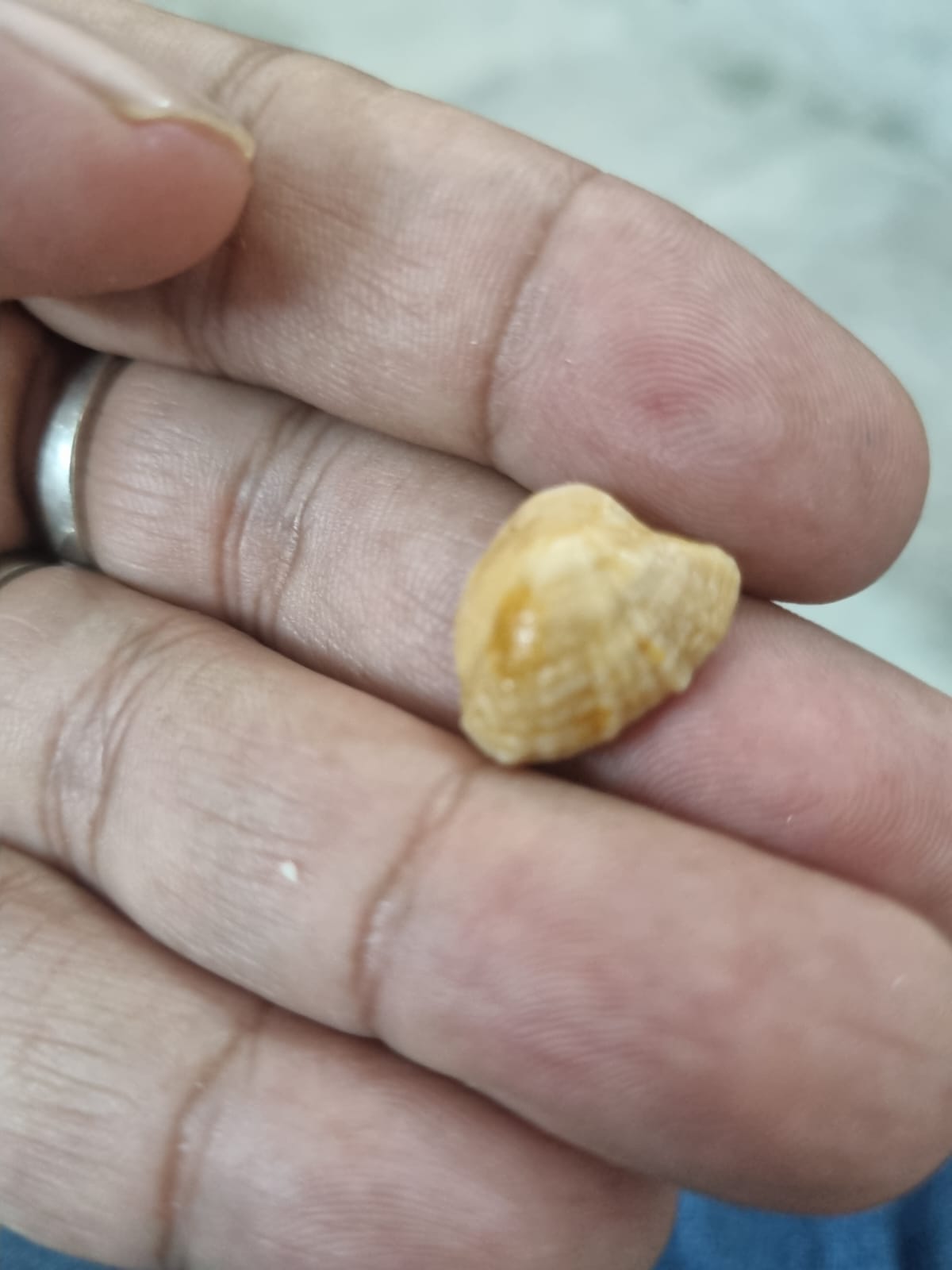 13 Carat MachMani Stone | Machh Mani | Fish Pearl | Mach Mani – Vedic ...