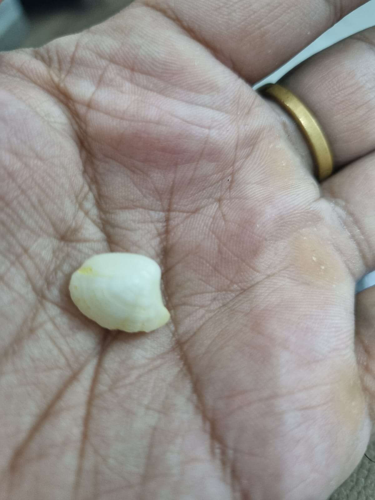 Machmani Stone | Machh Mani | 5.5 Carat | With Certificate – Vedic Crystals