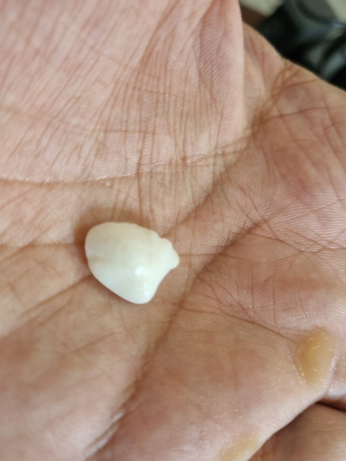 Machmani Stone | Machh Mani | Fish Pearl | 6.6 Carat | With Certificat ...