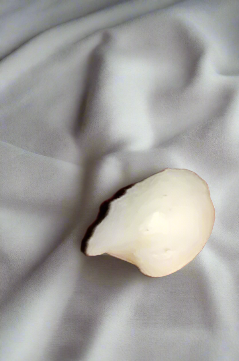 7 Carat MachMani Stone | Machh Mani | Fish Pearl | Mach Mani – Vedic ...