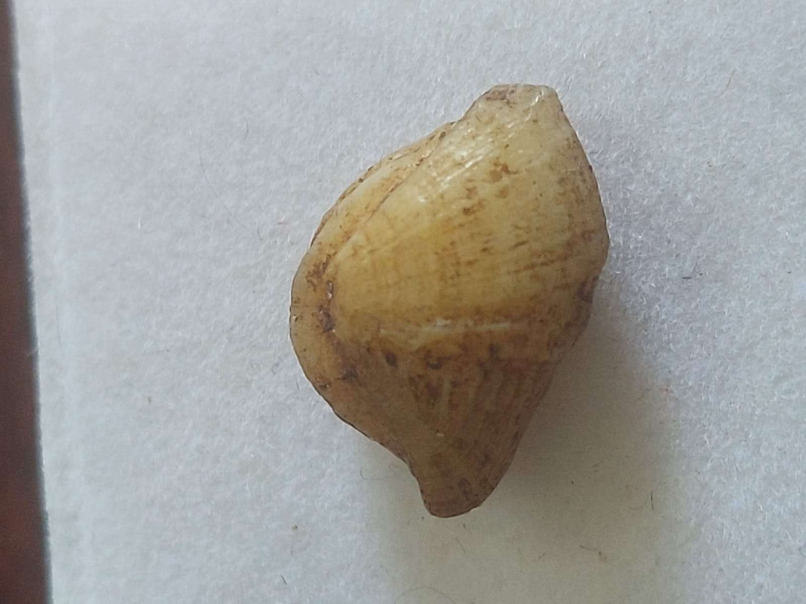 Machmani Stone | Machh Mani | Mach Mani | 11 Carat | Brown | With Cert ...