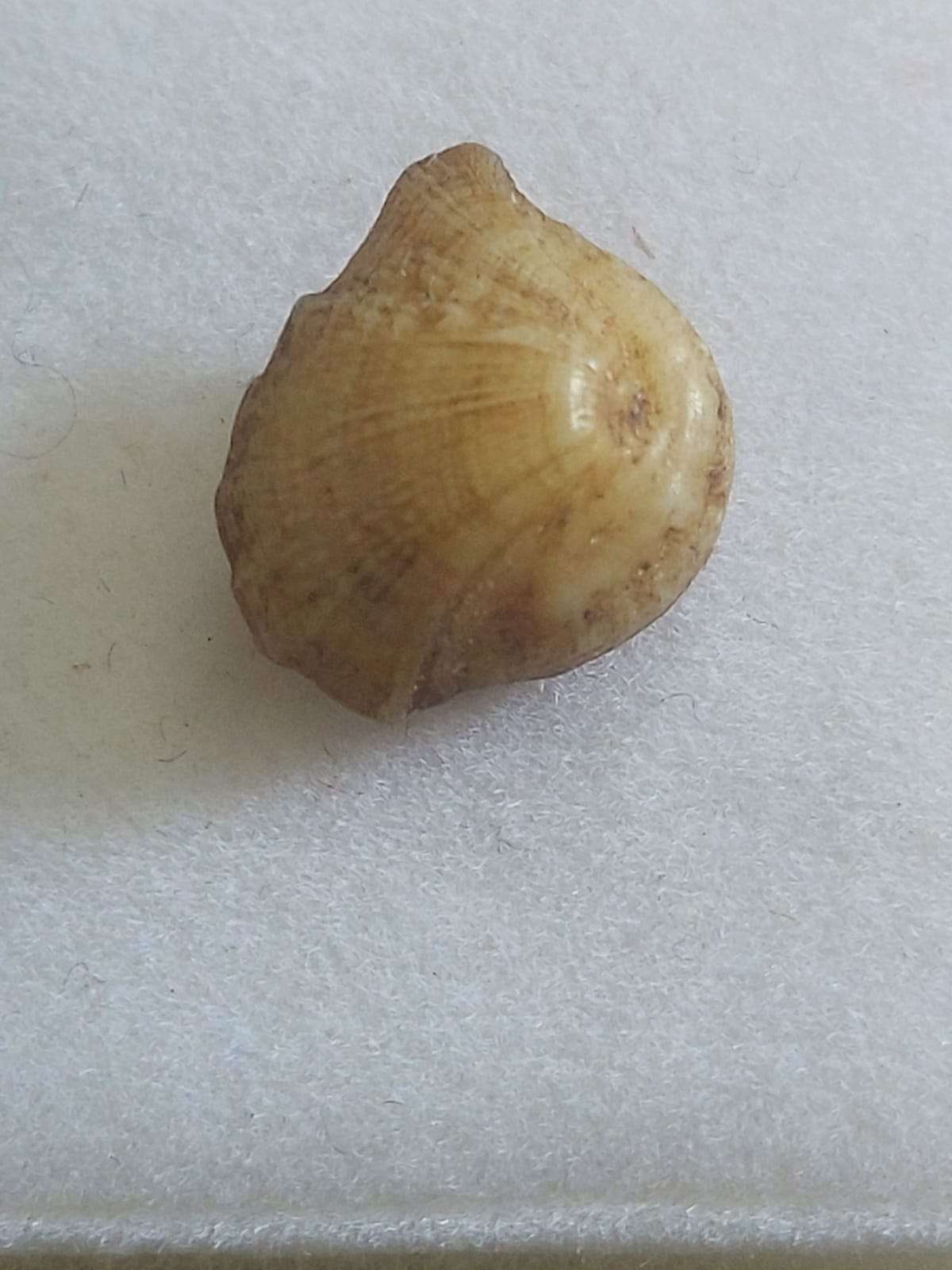 Machmani Stone | Machh Mani | Mach Mani | 13 Carat | Brown | With Cert ...