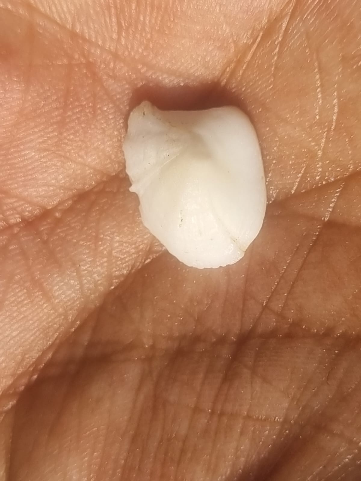 Machmani Stone | Machh Mani | Mach Mani | 9 Carat | With Certificate ...