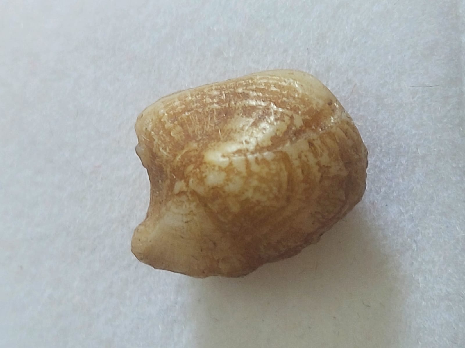 Machmani Stone | Machh Mani | Mach Mani | 10 Carat | Brown | With Cert ...