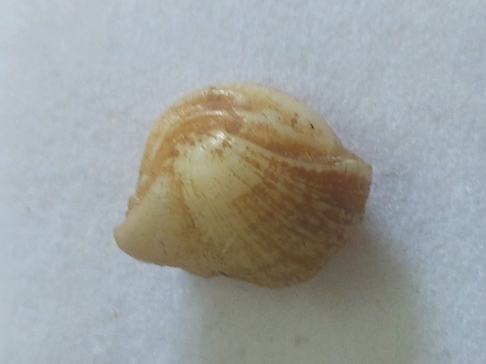 Machmani Stone | Machh Mani | Mach Mani | 11 Carat | Brown | With Cert ...