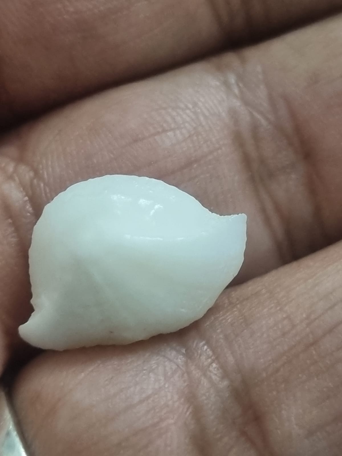 Machmani Stone | Machh Mani | Mach Mani | 12 Carat | With Certificate ...