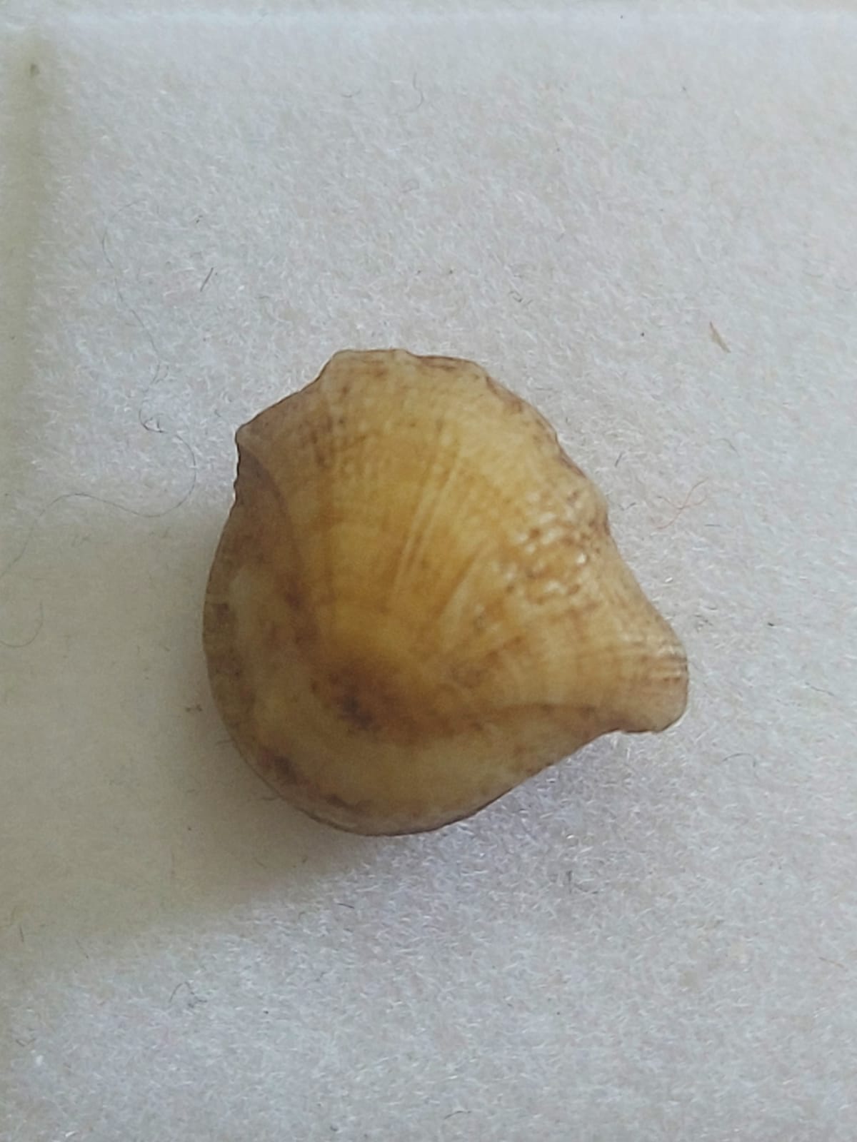 Machmani Stone | Machh Mani | Mach Mani | 12 Carat | Brown | With Cert ...