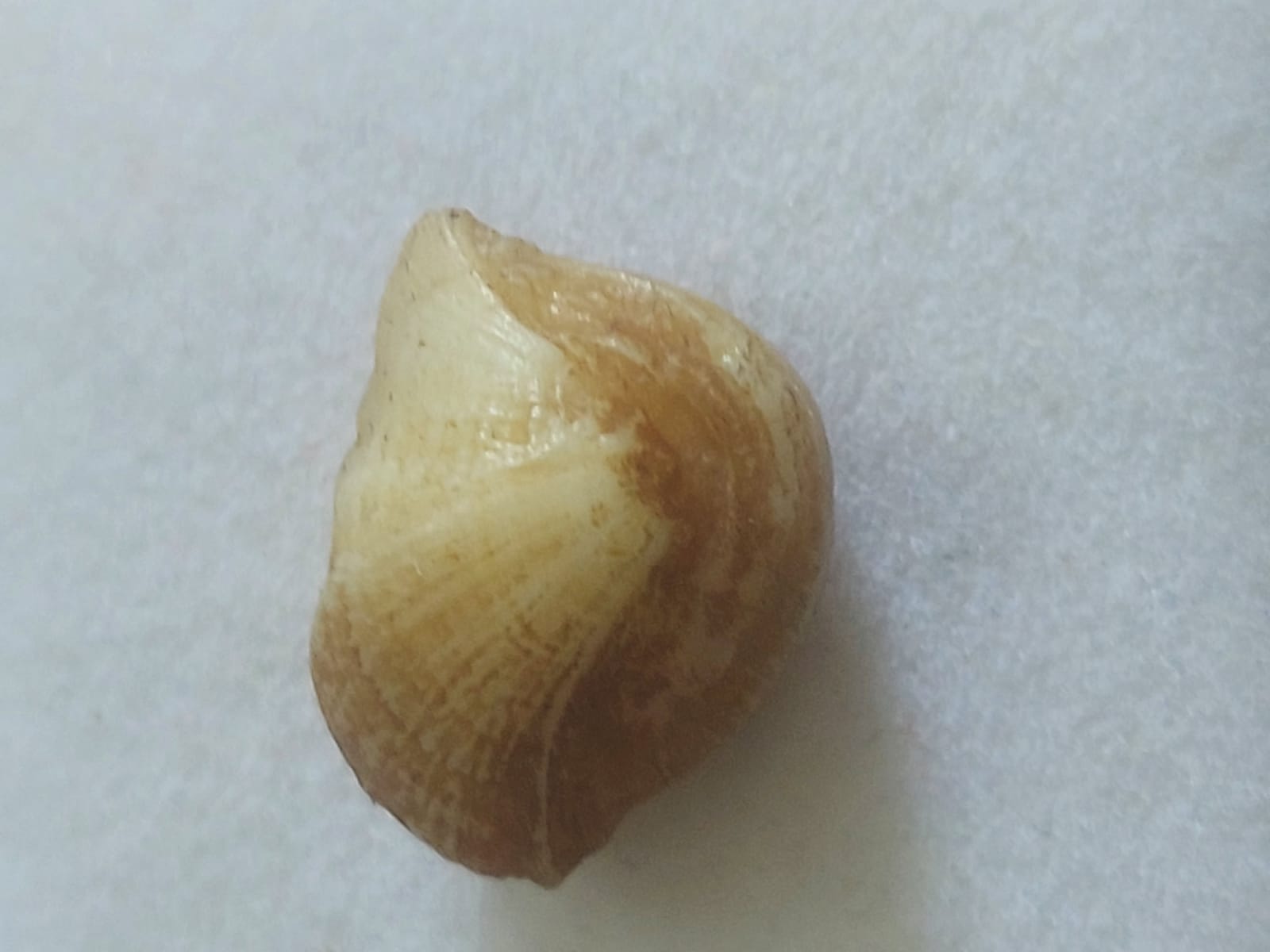 Machmani Stone | Machh Mani | Mach Mani | 12 Carat | Brown | With Cert ...