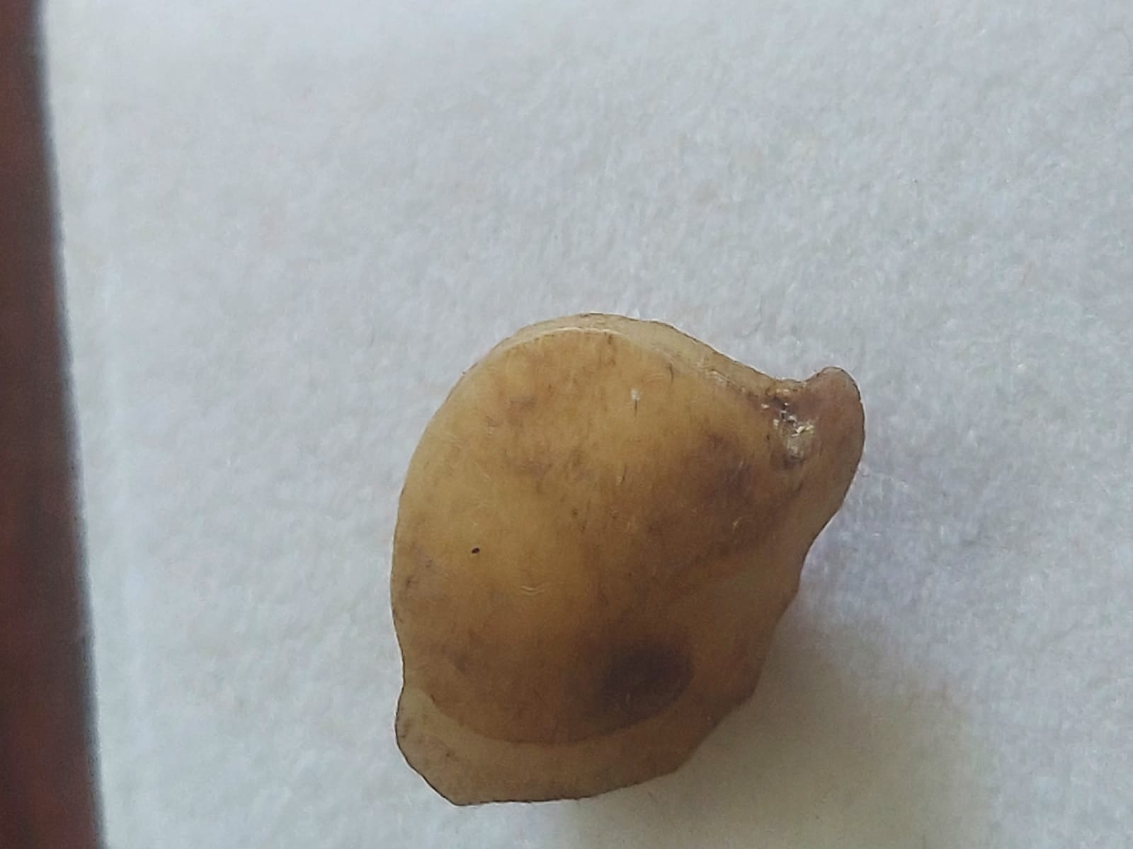 MachMani Stone | Machh Mani | Mach Mani | 14 Carat | Brown | With Cert ...