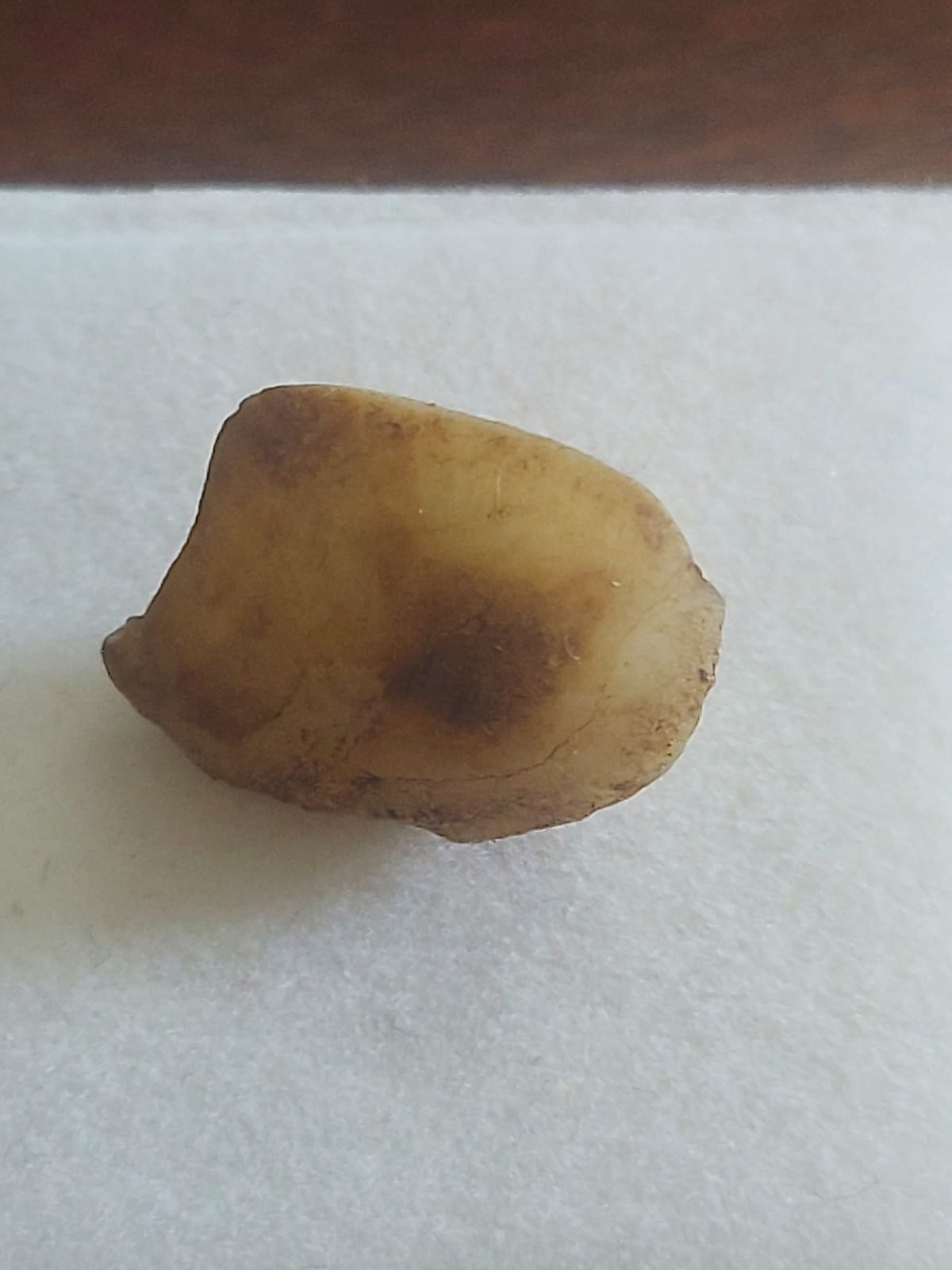 Machmani Stone | Machh Mani | Mach Mani | 5 Carat | Brown | With Certi ...