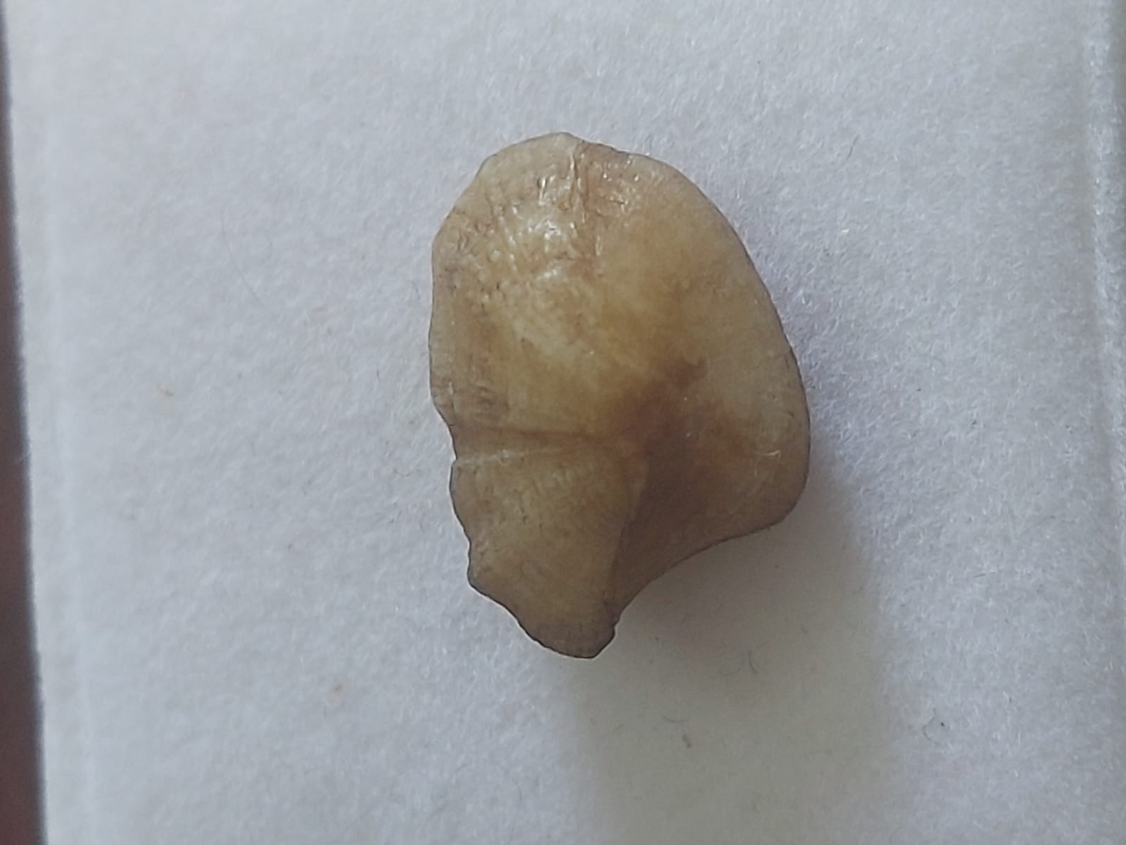 Machmani Stone | Machh Mani | Mach Mani | 6 Carat | Brown | With Certi ...