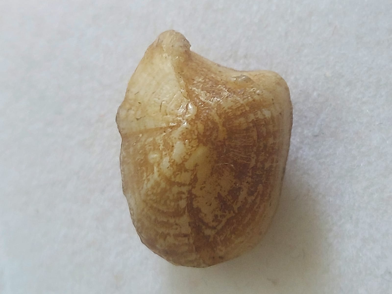 Machmani Stone | Machh Mani | Mach Mani | 7 Carat | Brown | With Certi ...