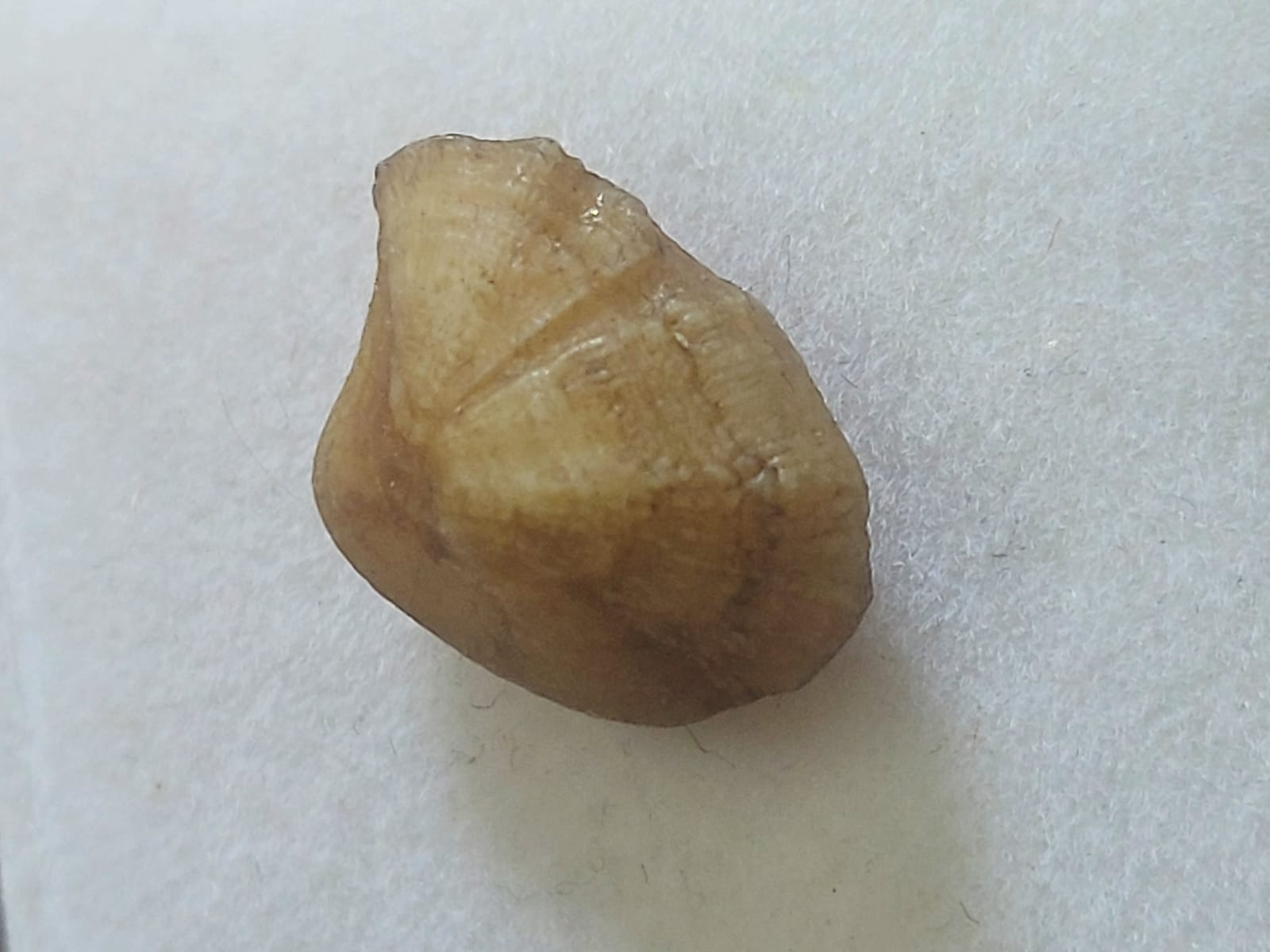 Machmani Stone | Machh Mani | Mach Mani | 8.5 Carat | Brown | With cer ...