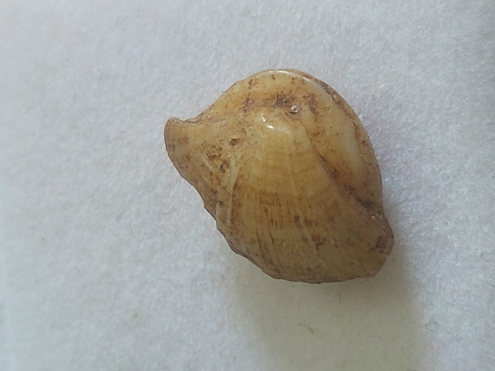 Machmani Stone | Machh Mani | Mach Mani | 8 Carat | Brown | With Certi ...