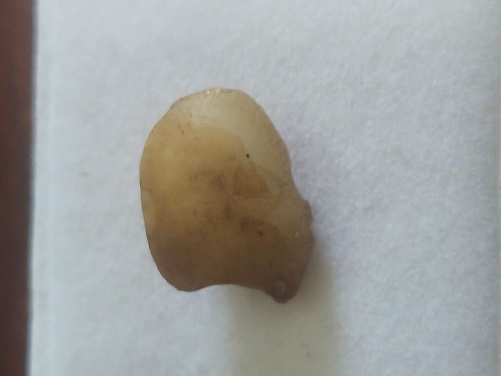 Machmani Stone | Machh Mani | Mach Mani | 9.5 Carat | Brown | With Cer ...