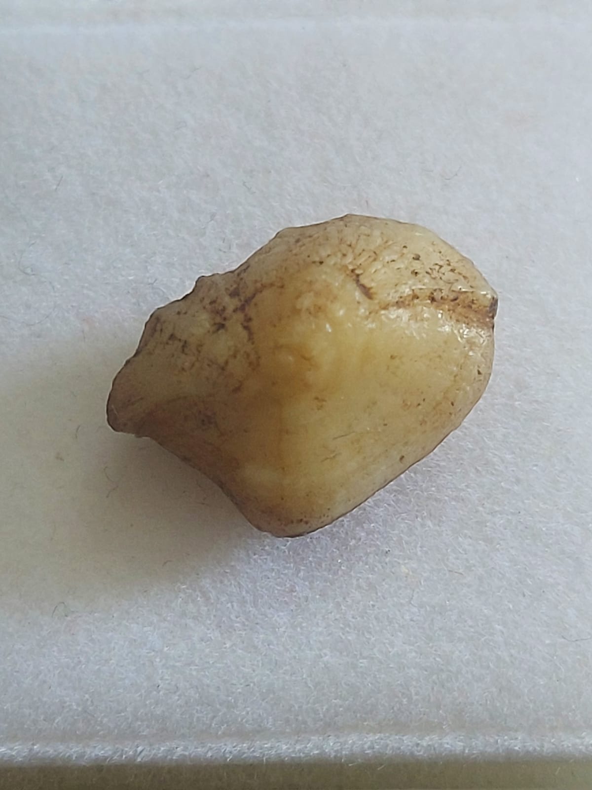 Machmani Stone | Machh Mani | Mach Mani | 9 Carat | Brown | With Certi ...