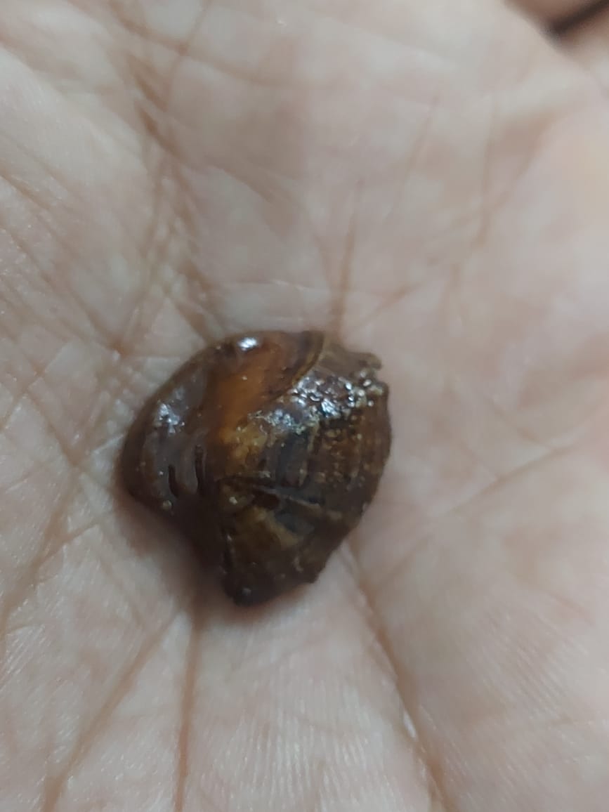 Machmani Stone | Machh Mani | Mach Mani | 12 Carat | Brown | With Cert ...