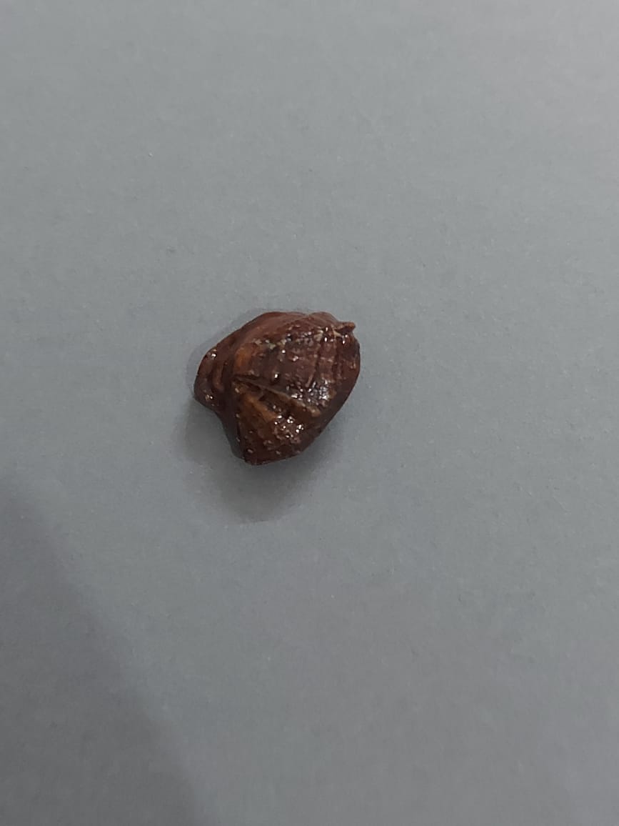 Machmani Stone | Machh Mani | Mach Mani | 12 Carat | Brown | With Cert ...