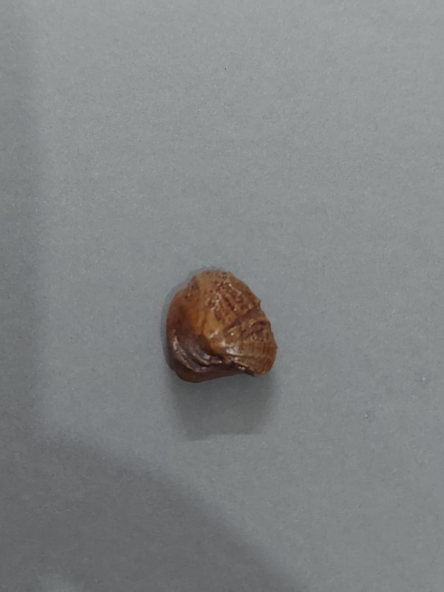 Machmani Stone | Machh Mani | Mach Mani | 13 Carat | Brown | With Cert ...