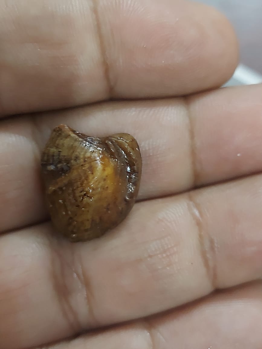 Machmani Stone | Matsya mani | Best Quality – Vedic Crystals