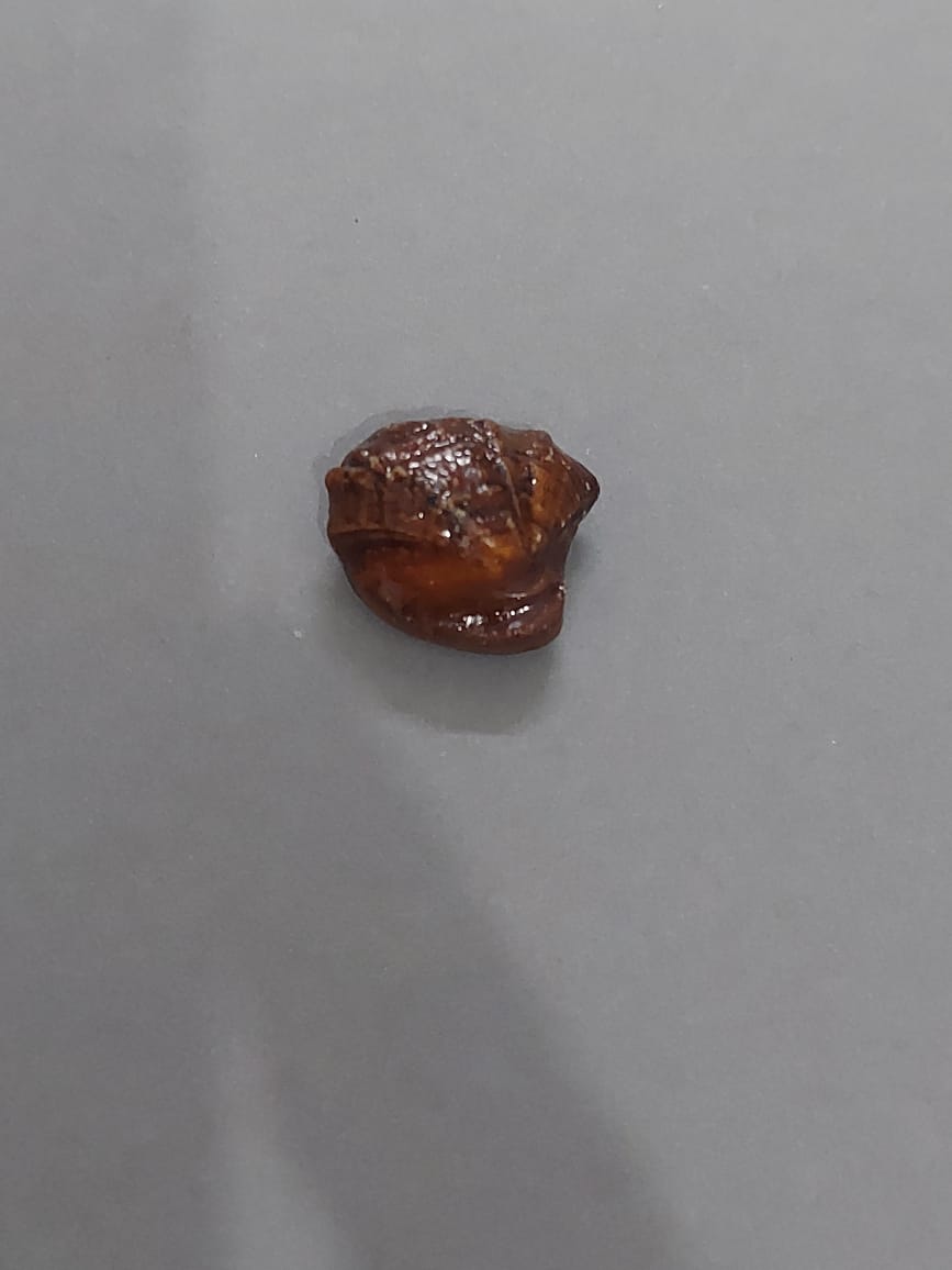 Machmani Stone | Machh Mani | Mach Mani | 8 Carat | Brown | With Certi ...