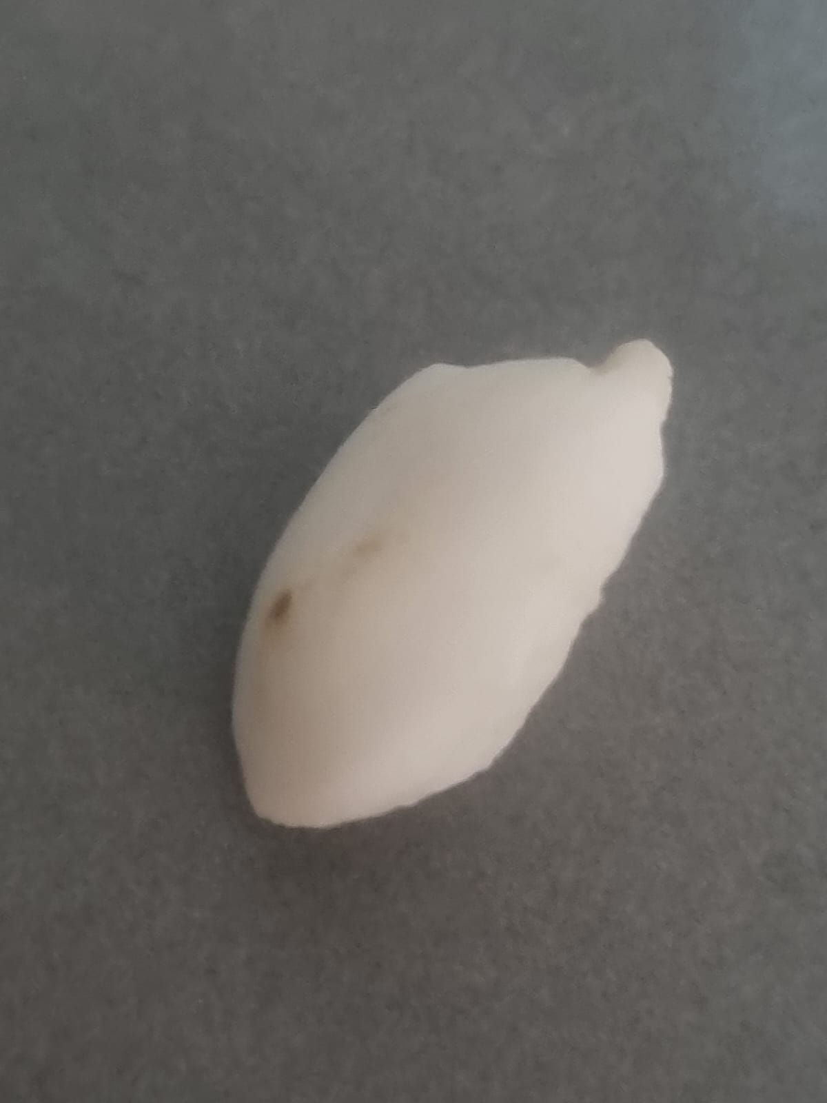 Shukra Mani | Shukramani | 11 carat | With Certificate – Vedic Crystals