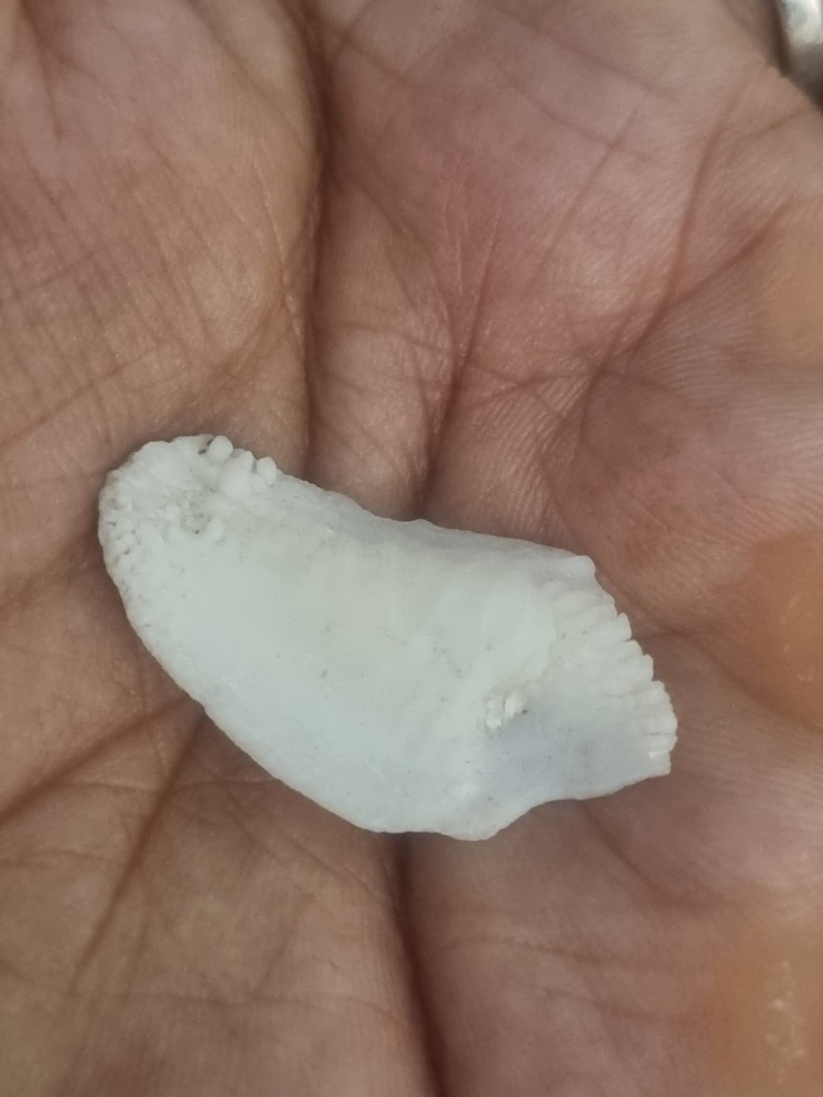 Shukra Mani | Shukramani | 15 carat | With Certificate – Vedic Crystals