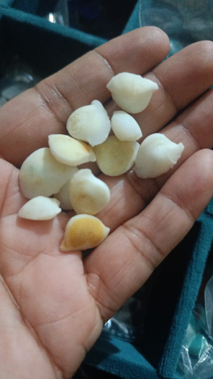 Machmani Stone | Machh Mani | Fish Pearl | 5- 20 Carat | With Certific ...