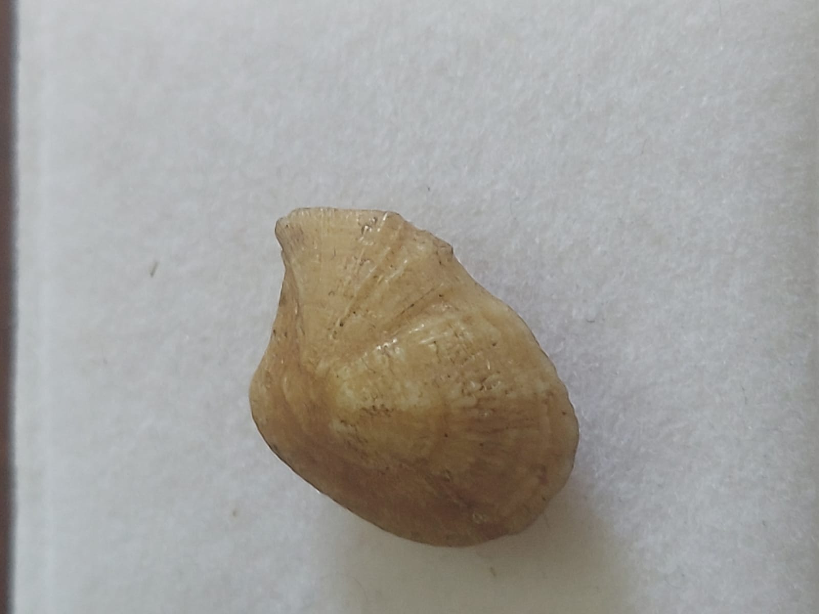 MachMani Stone | Machh Mani | Mach Mani | 4 Carat | With Certificate ...